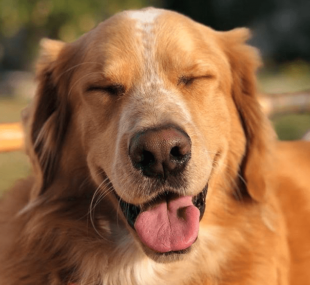 Available Dogs – Grand Rivers Humane Society