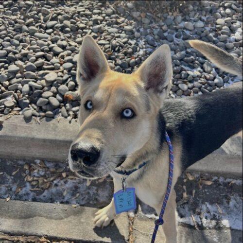 Wilson – Grand Rivers Humane Society