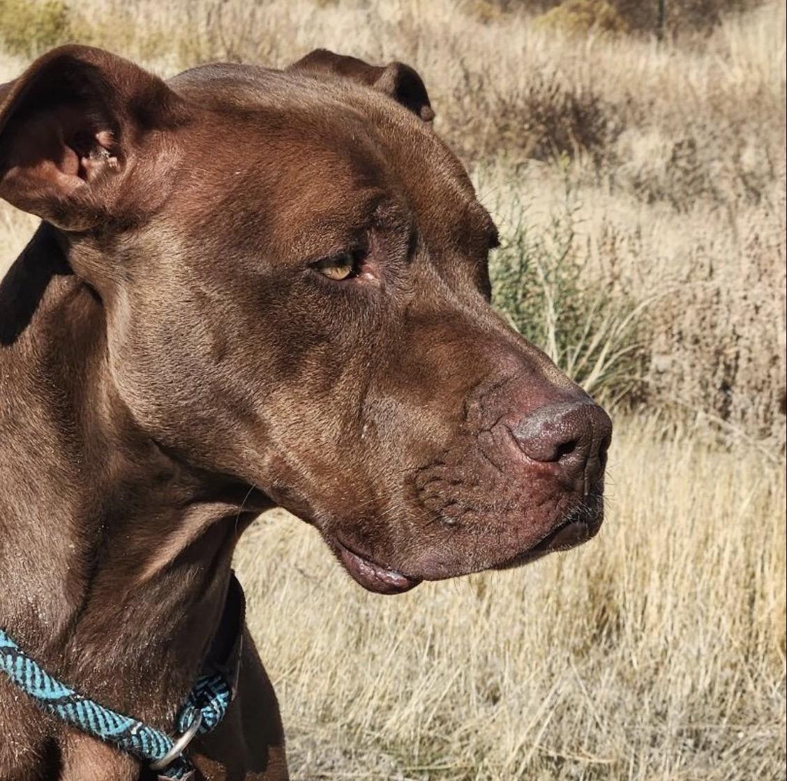 Rueben – Grand Rivers Humane Society