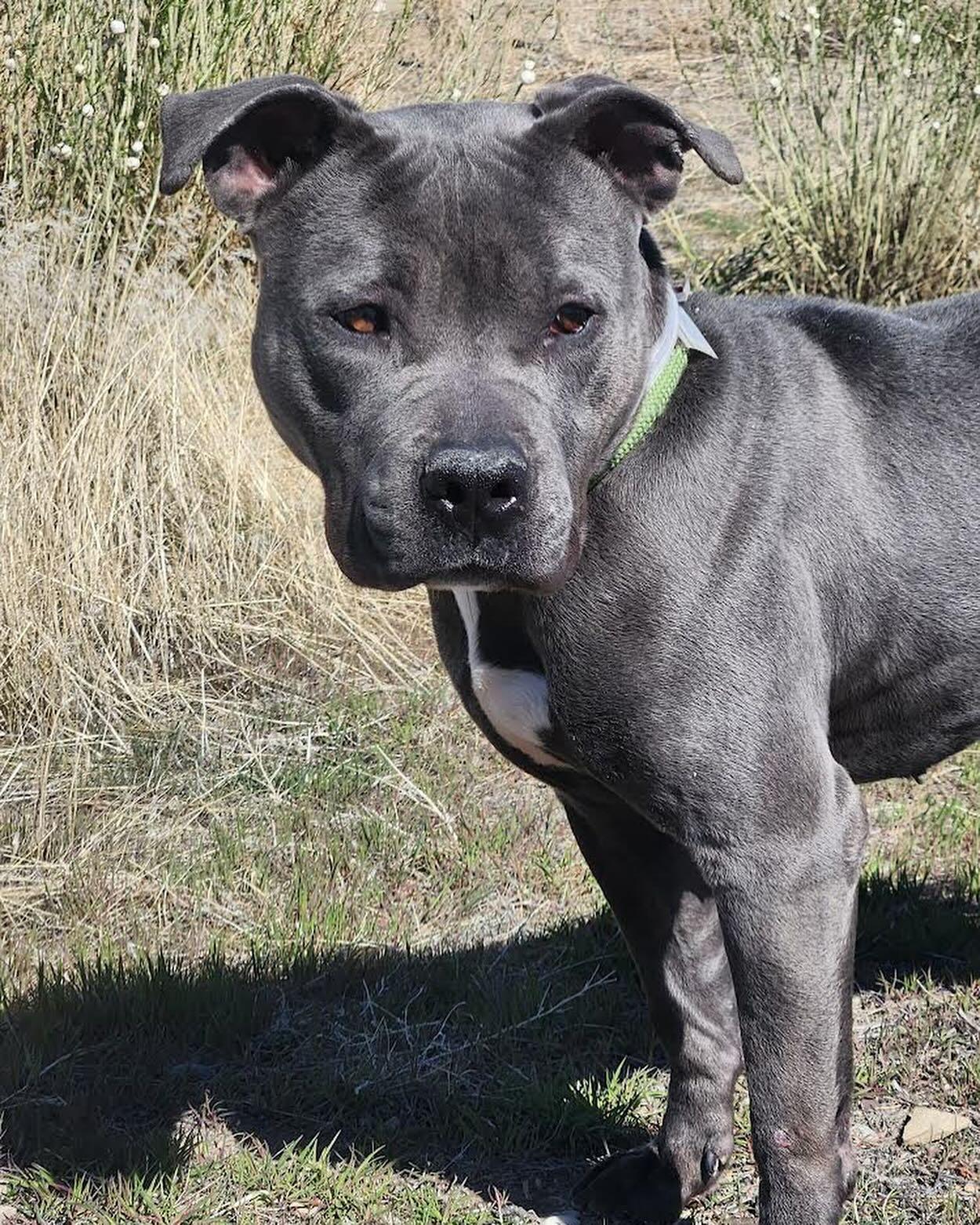 Raylan – Grand Rivers Humane Society