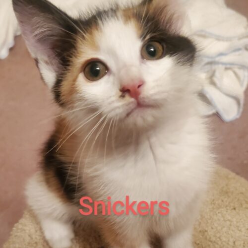 Snickers – Grand Rivers Humane Society