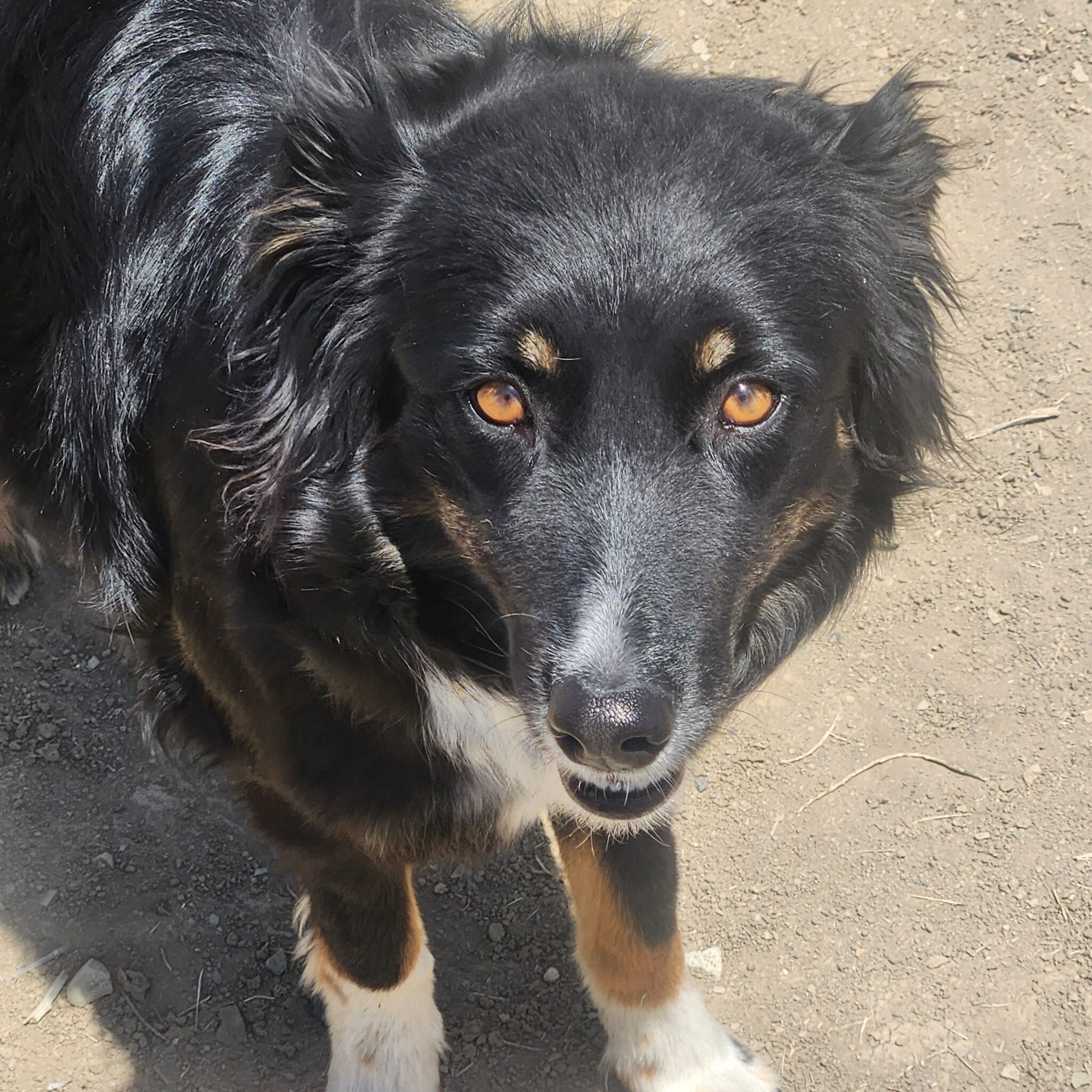 Available Dogs – Grand Rivers Humane Society