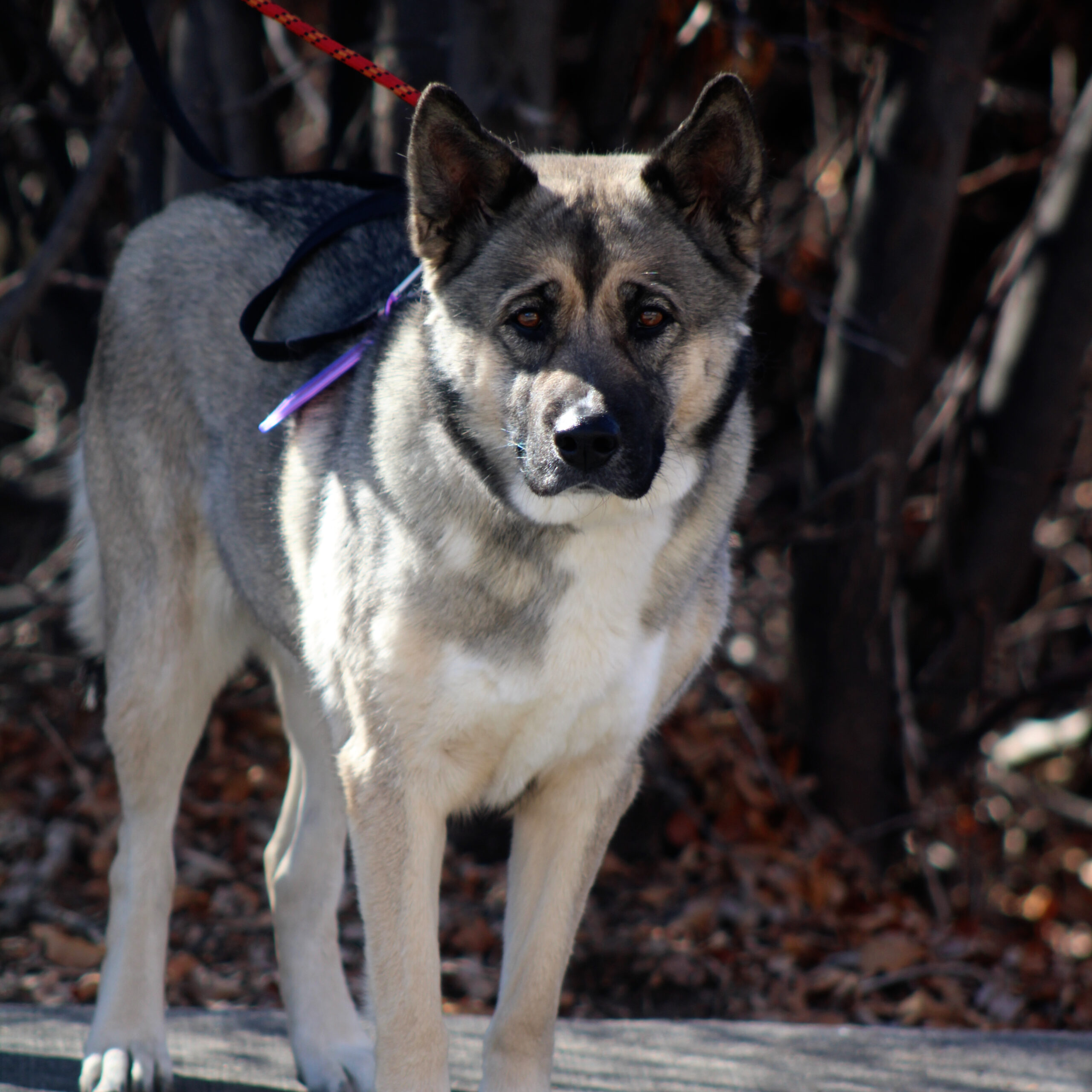 Missy – Grand Rivers Humane Society