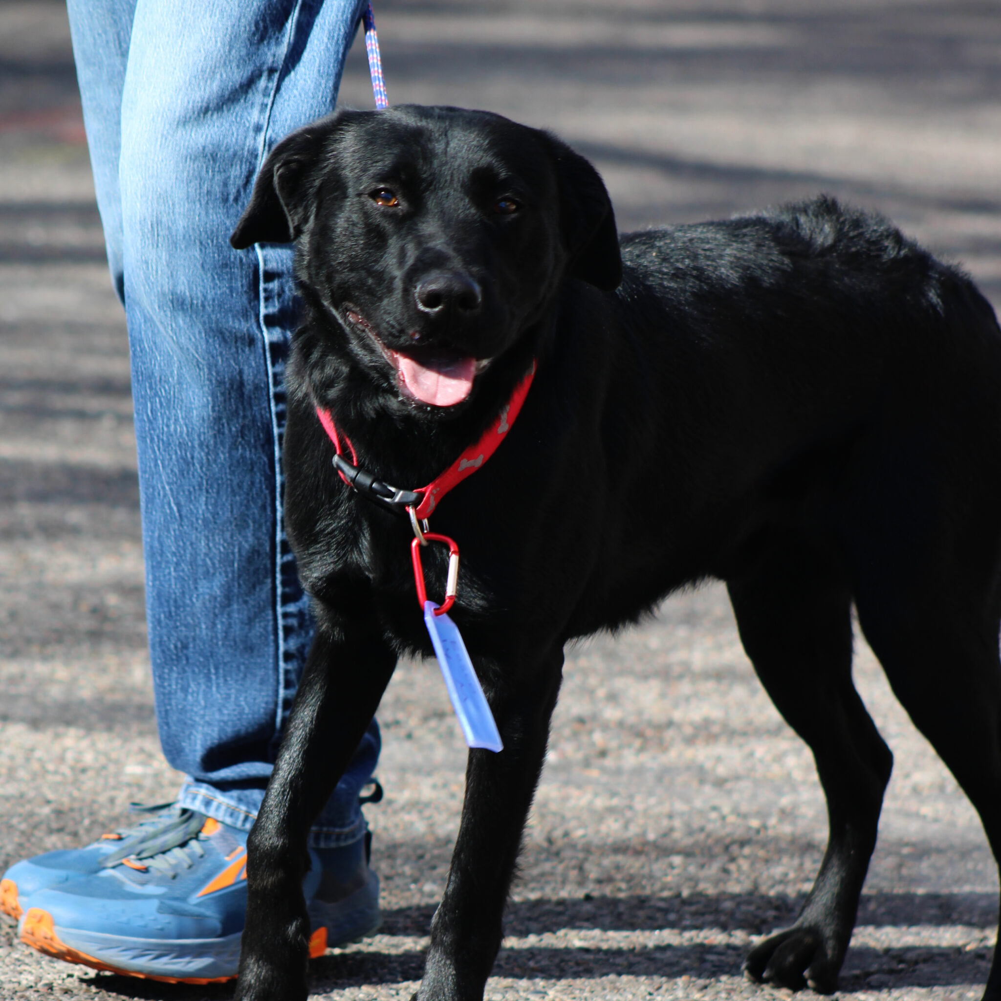 Available Dogs – Grand Rivers Humane Society