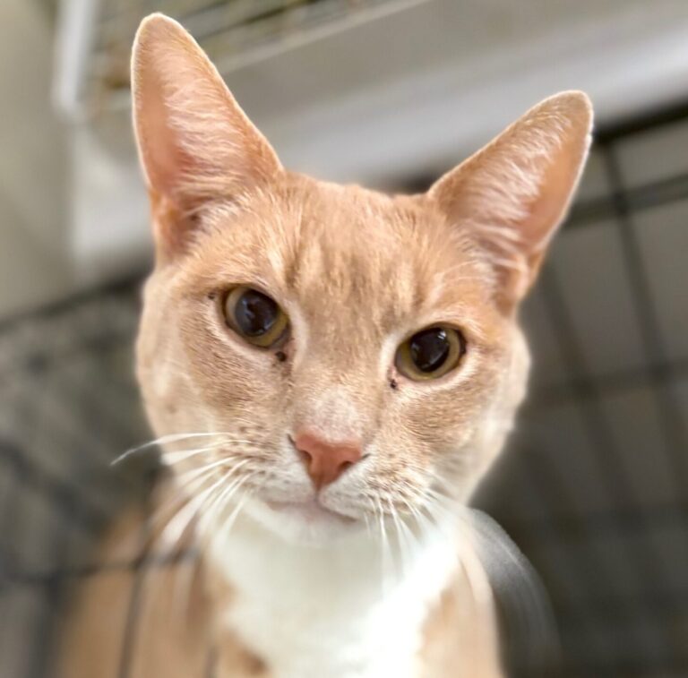 Available Cats – Grand Rivers Humane Society