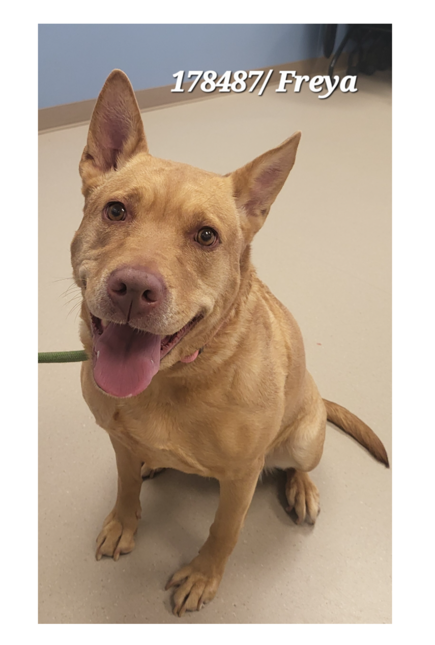 Freya – Grand Rivers Humane Society