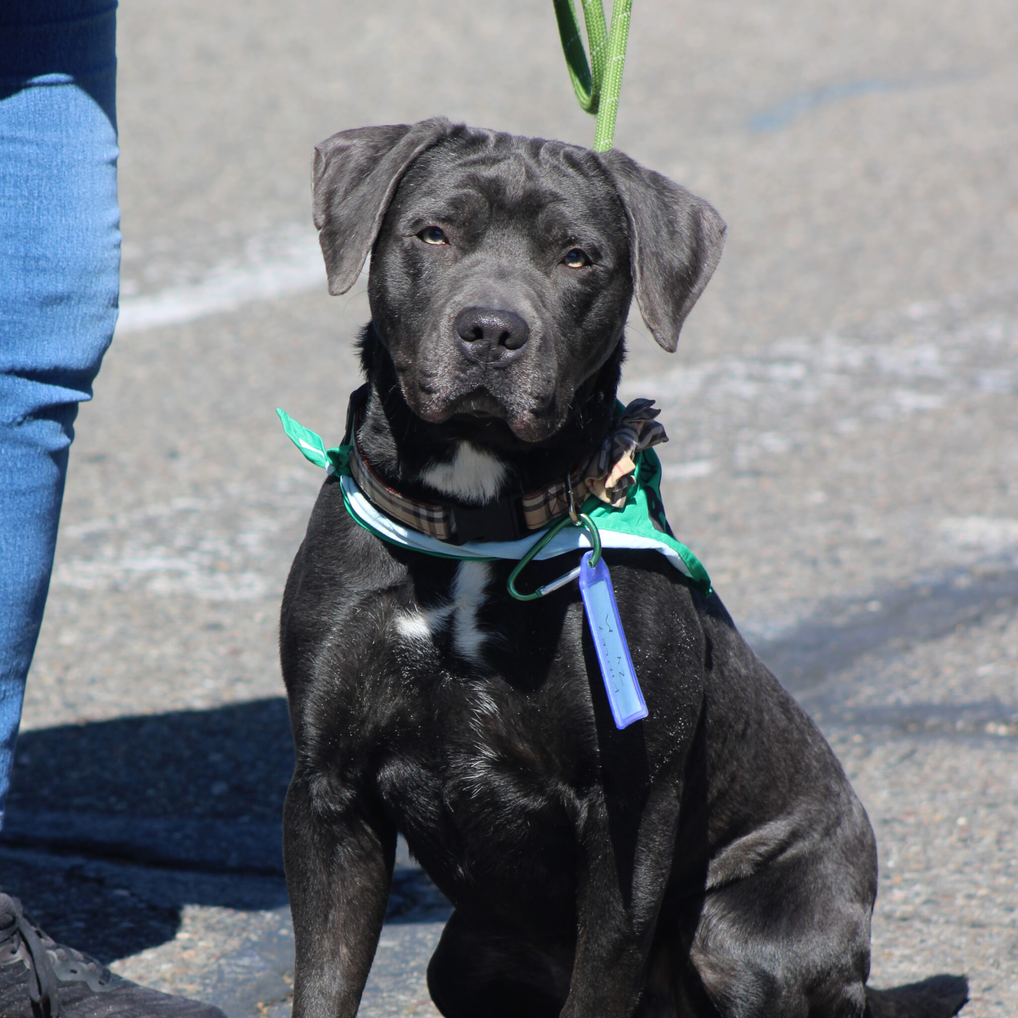 Available Dogs – Grand Rivers Humane Society