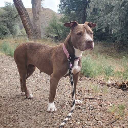 Penelope – Grand Rivers Humane Society