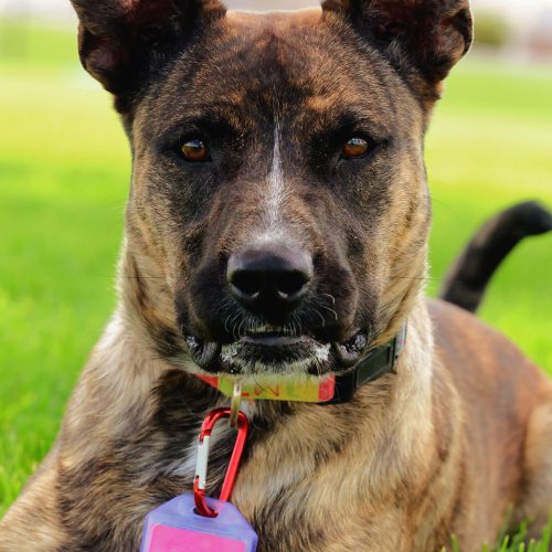Juniper Grand Rivers Humane Society Juniper Grand Rivers Humane Society